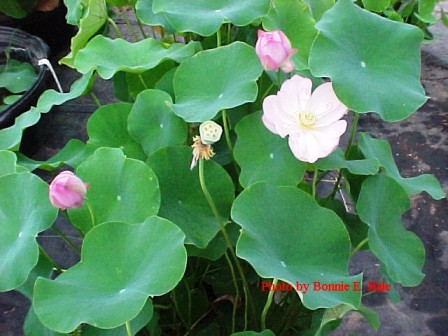 Sunflower Lotus, Sun Flower, Nelumbo 'nucifera sunflower', tuber lotus ...