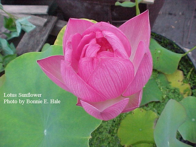 Sunflower Lotus, Sun Flower, Nelumbo 'nucifera sunflower', tuber lotus ...